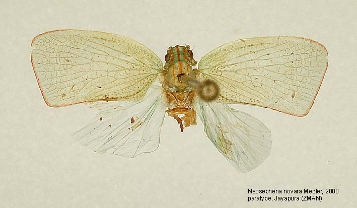 Papua Insects Foundation (Hemiptera/Auchenorrhyncha/leafhopper ...